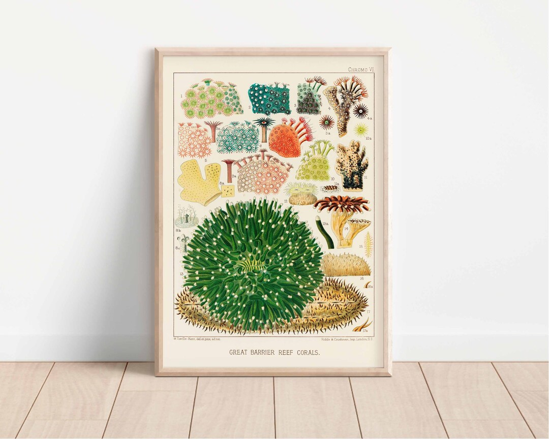 Coral Reef Print Great Barrier Reef Wall Art Vintage Educational Poster ...