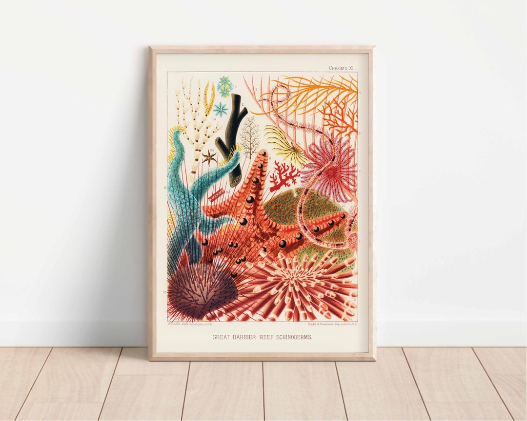 Coral Reef Print Great Barrier Reef Wall Art Vintage Educational Poster ...