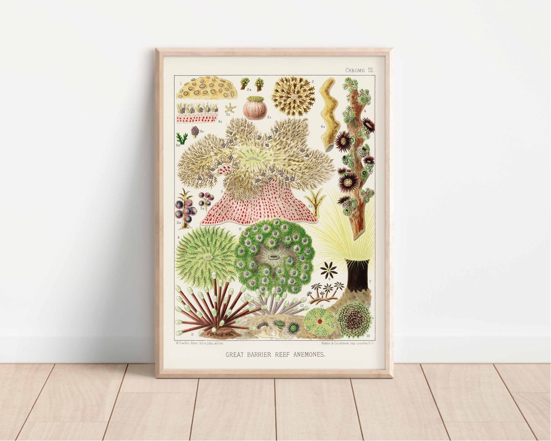 Coral Reef Print Great Barrier Reef Wall Art Vintage Educational Poster ...