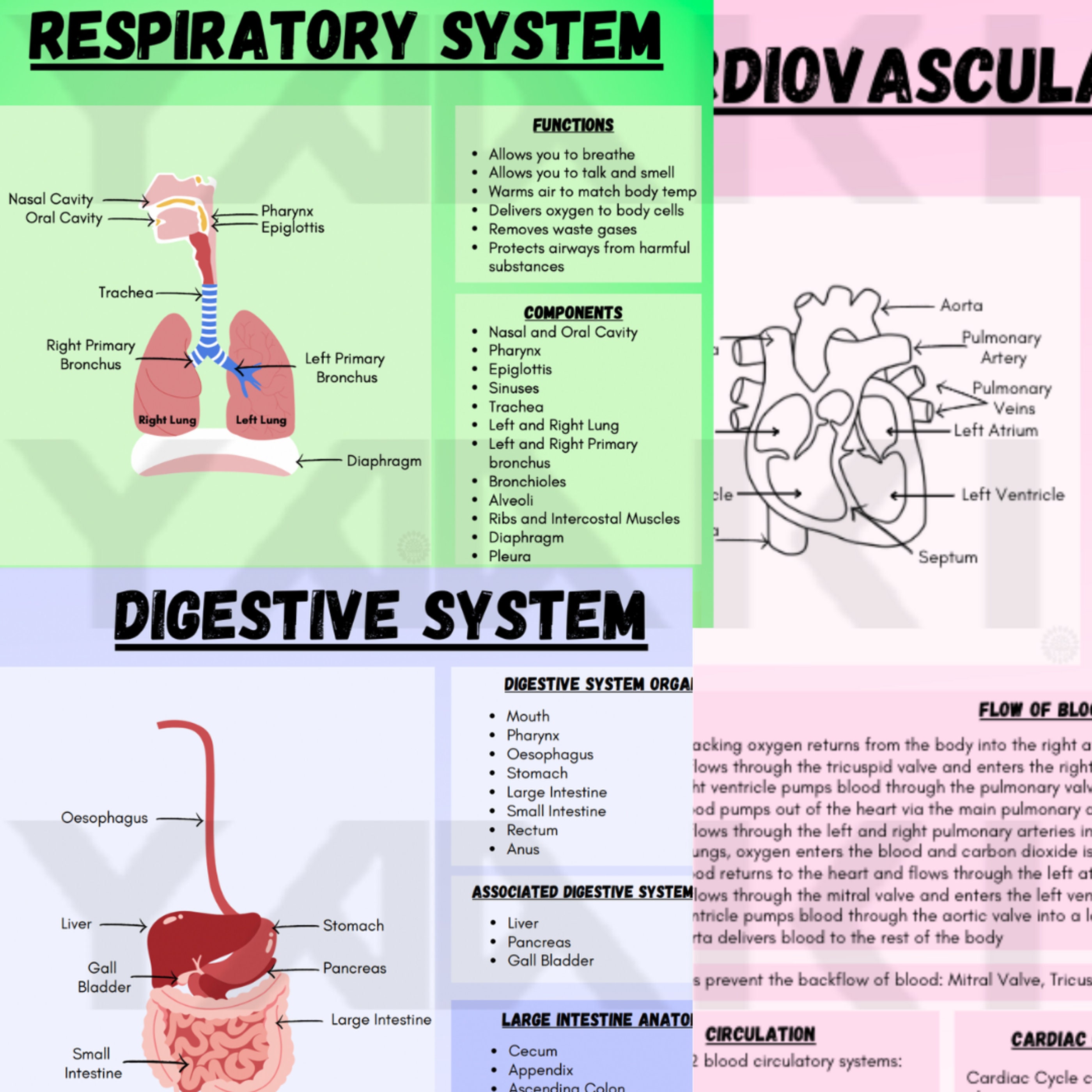 Anatomy Notes and Study Guides: Study Guides for Digestive System ...