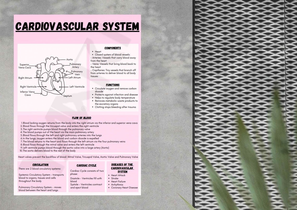 Anatomy Notes and Study Guides: Study Guides for Digestive System ...