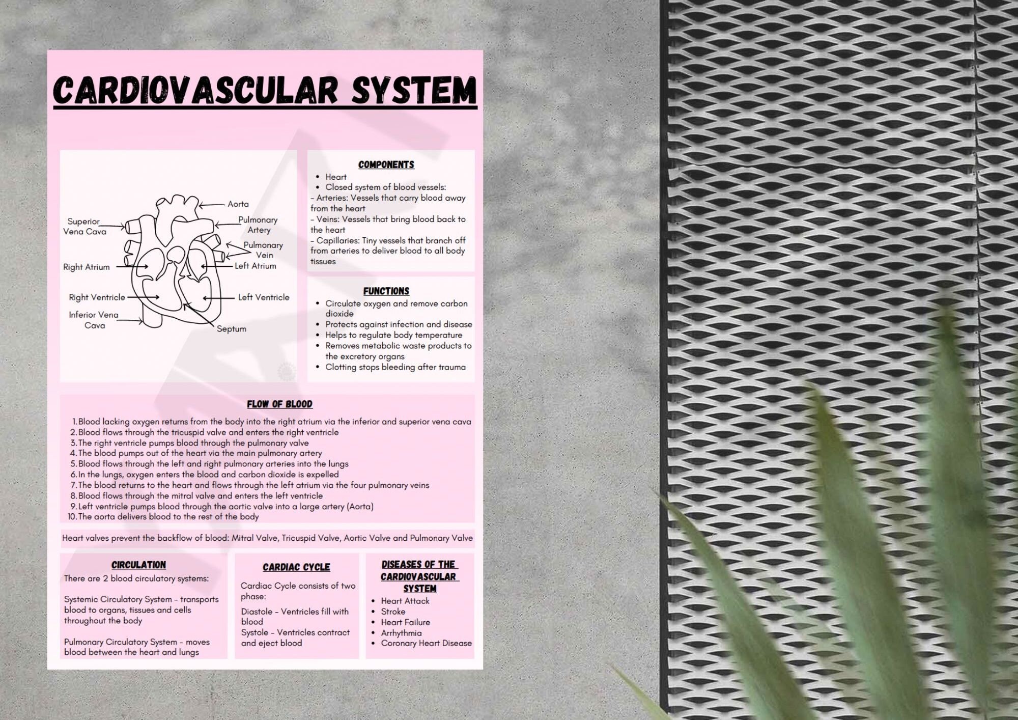 Anatomy Notes and Study Guides: Study Guides for Digestive System ...