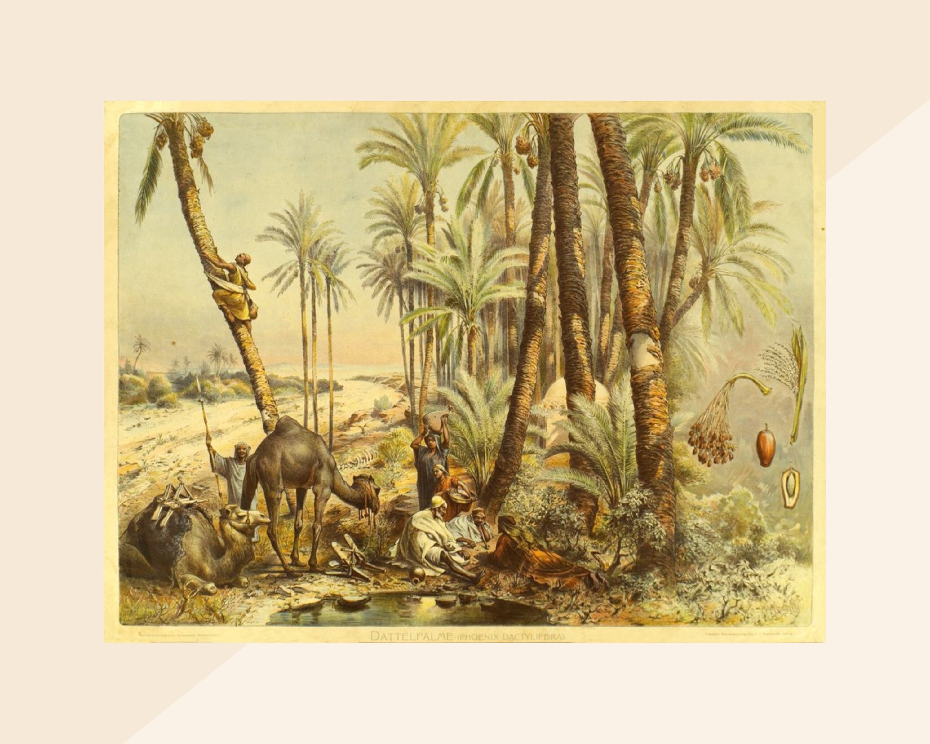 1903 Palm Tree in Africa, Vintage Poster, Palm Tree Wall Art, Oasis ...