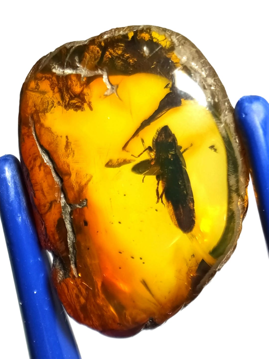Natural Amber With Insect, Model 01 - Etsy