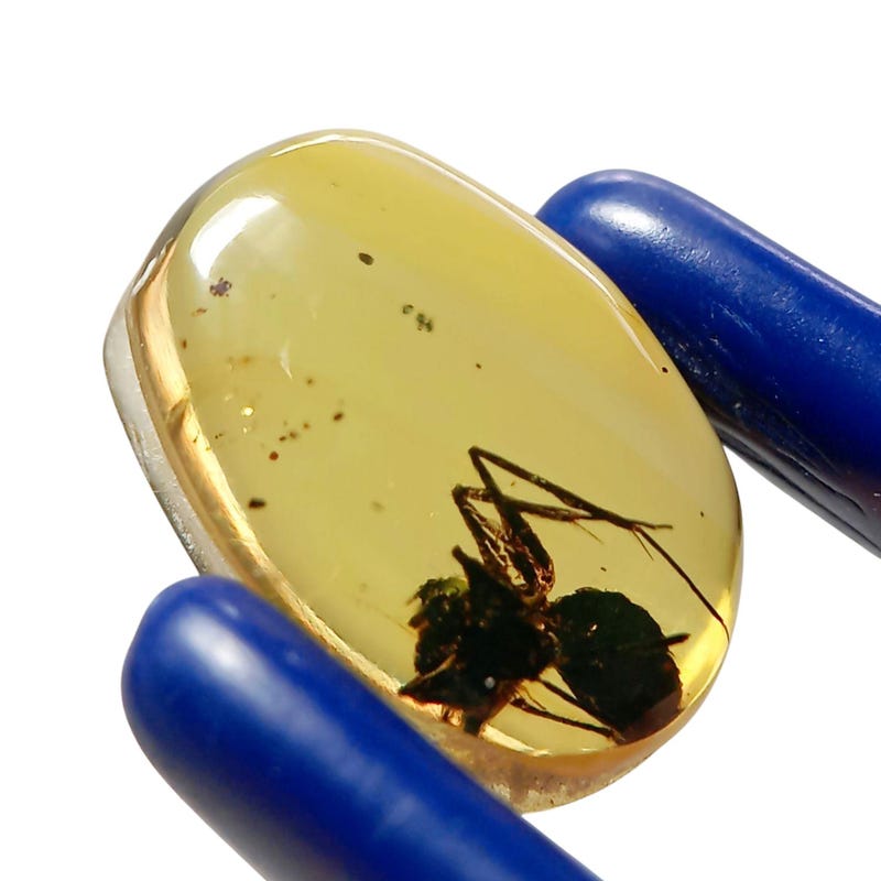Amber With Insect - Etsy
