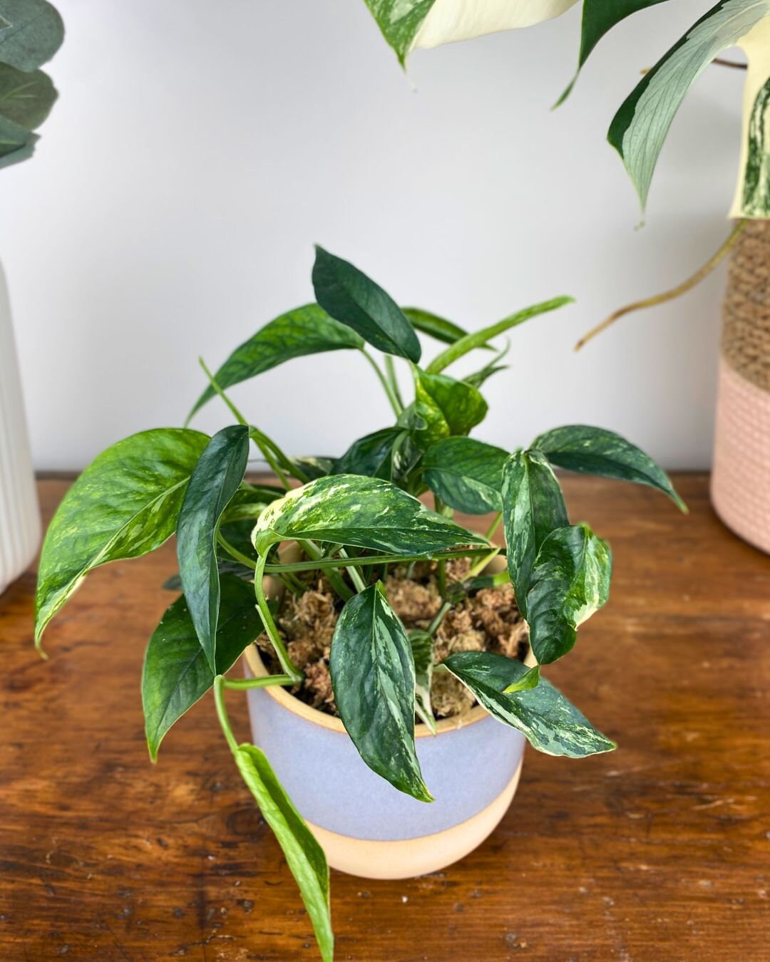 Pothos Epipremnum Pinnatum Albo - Etsy Canada