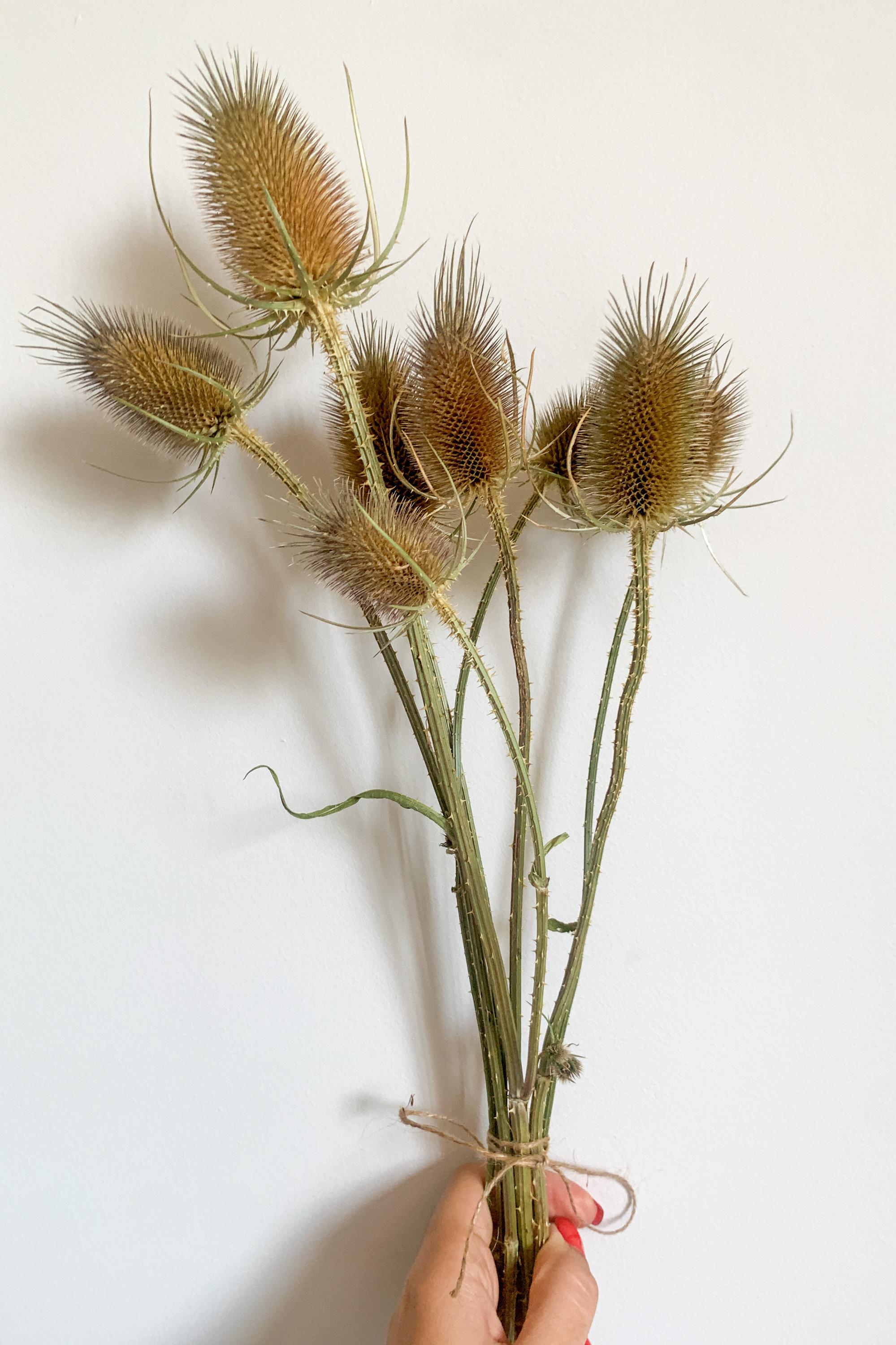 10 Real Dried Thistles, Preserved Flowers, Floral Supplies, Natural ...