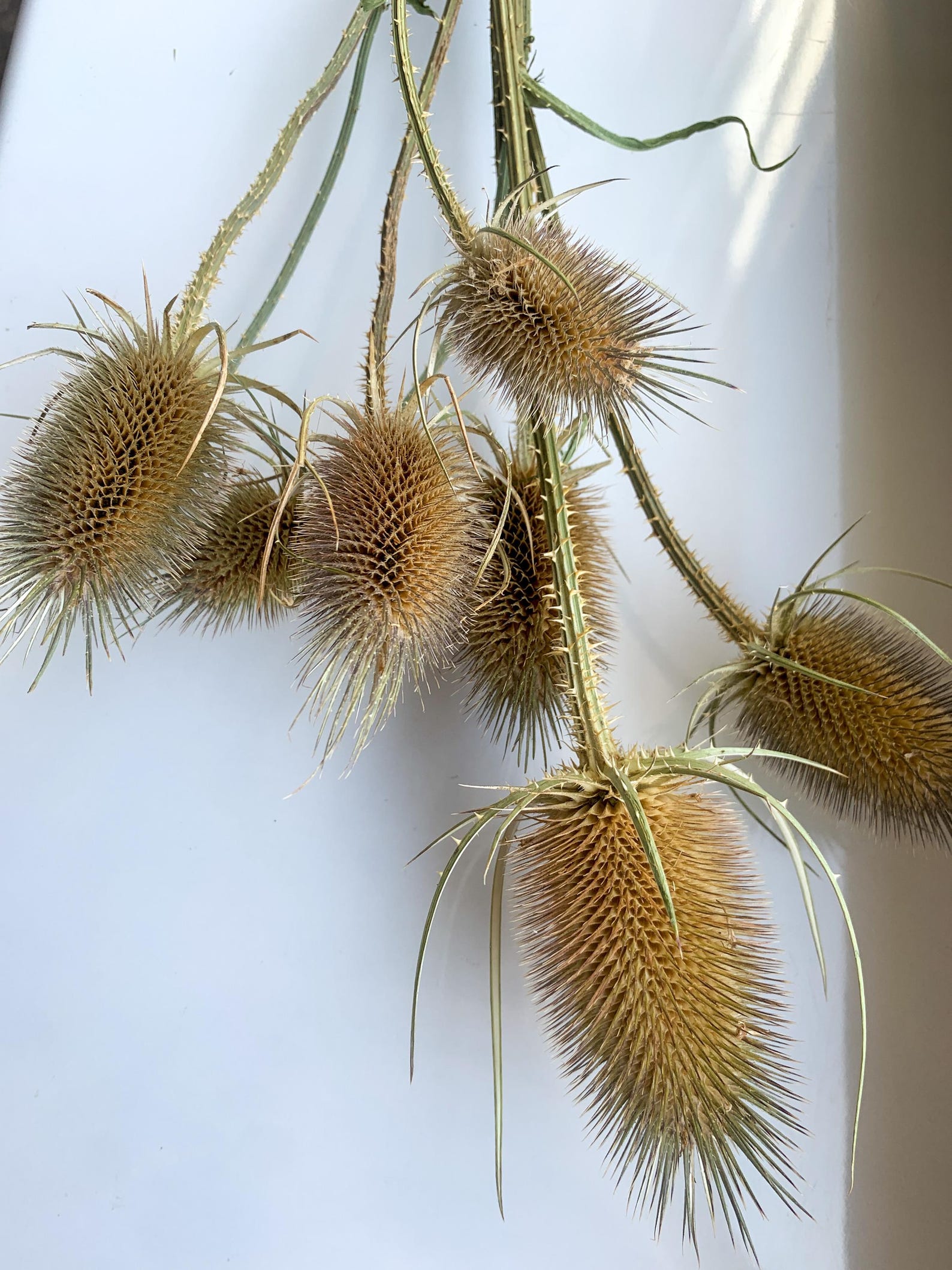 10 Real Dried Thistles, Preserved Flowers, Floral Supplies, Natural ...