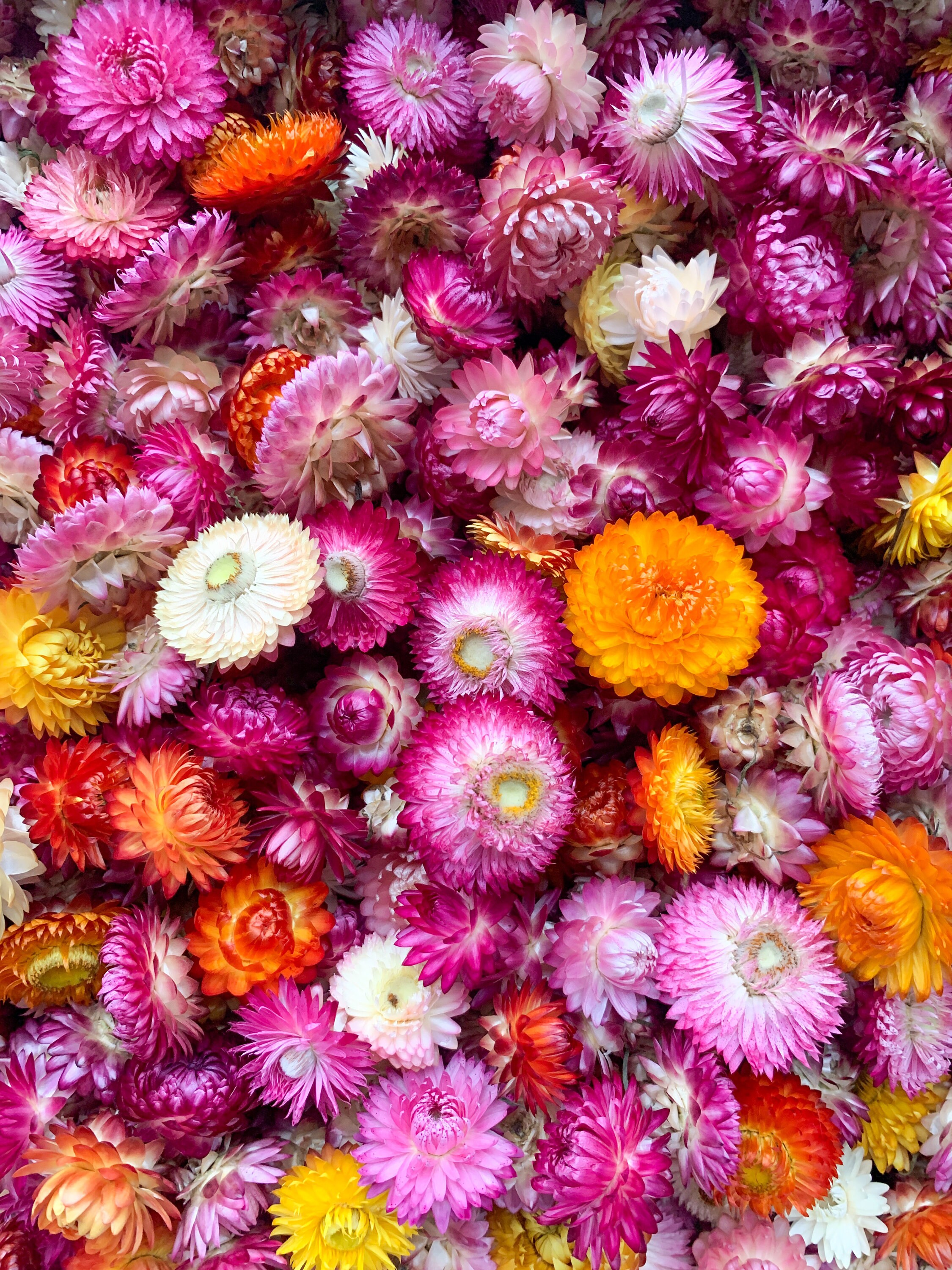 100 Mix Dried Strawflower Heads, Dried Flowers, Wedding Diy, Dried ...