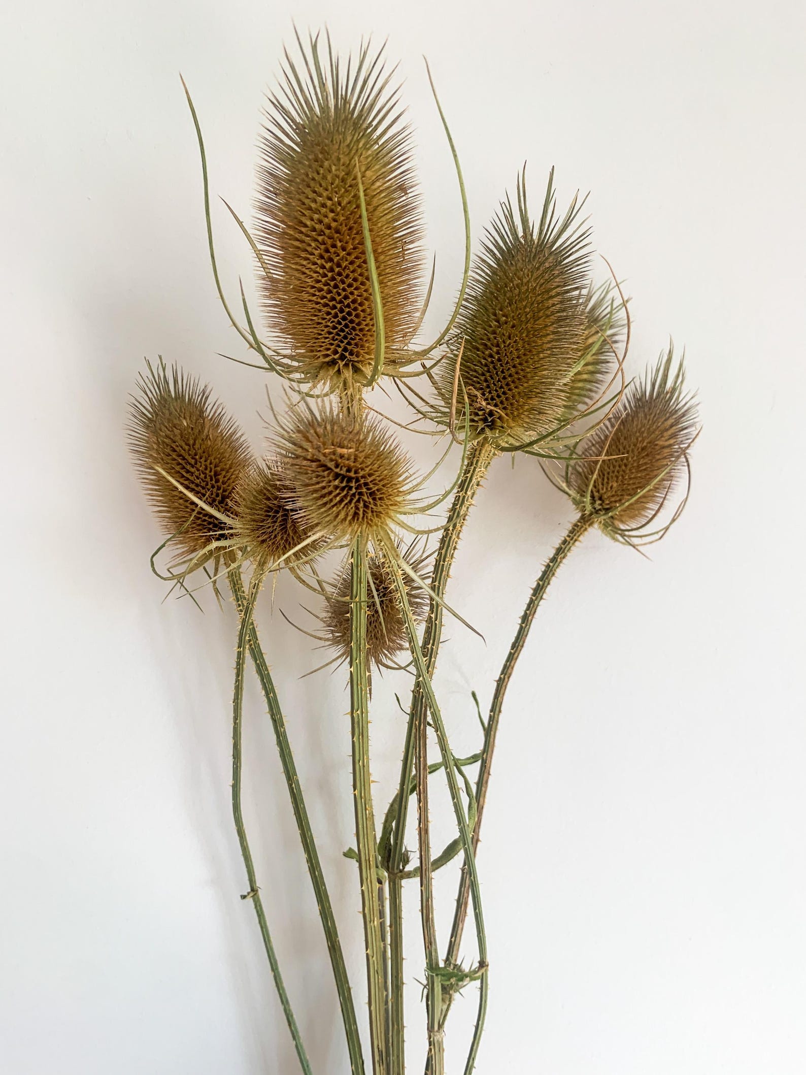 10 Real Dried Thistles, Preserved Flowers, Floral Supplies, Natural ...