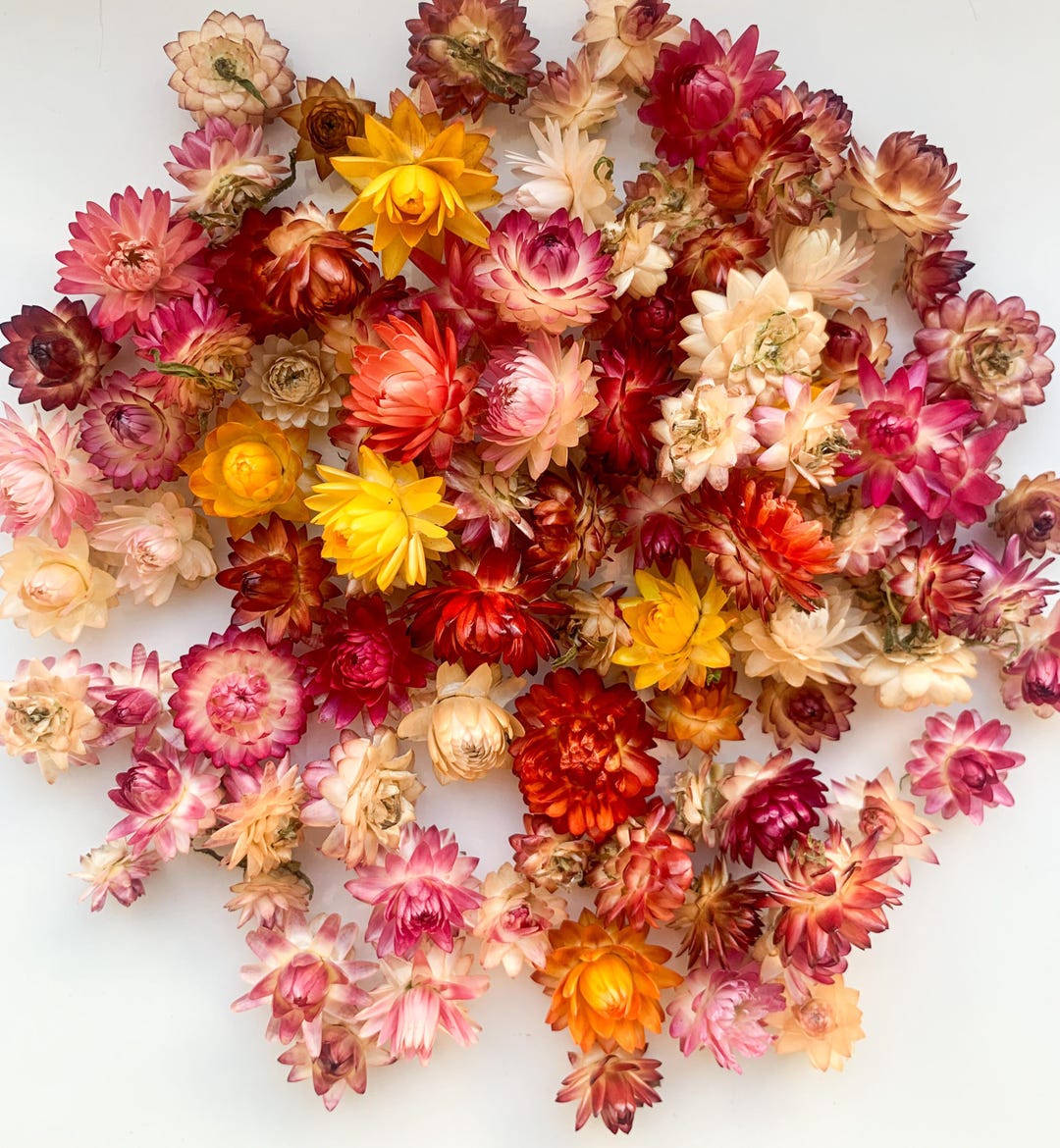 350 Organic Dried Strawflowers, Rustic Wedding Decor, DIY, MINI-SMALL ...
