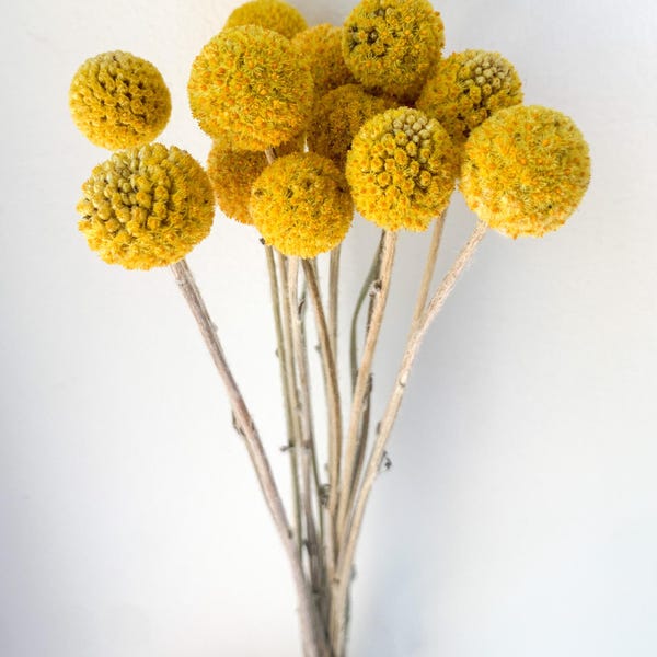 Craspedia Flowers - Etsy