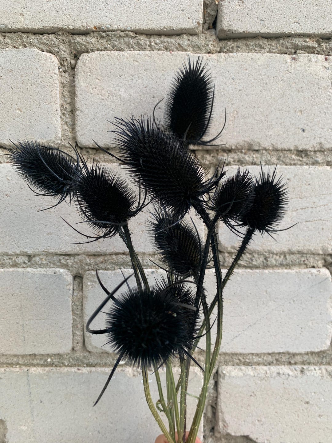 8 Real Dried Thistles, Preserved Flowers, Floral Supplies, Natural ...