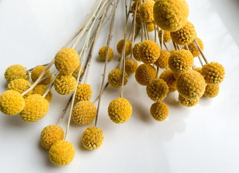 Dried Craspedia Flowers, Yellow Billy Buttons, Wedding Bouquet Supplies ...
