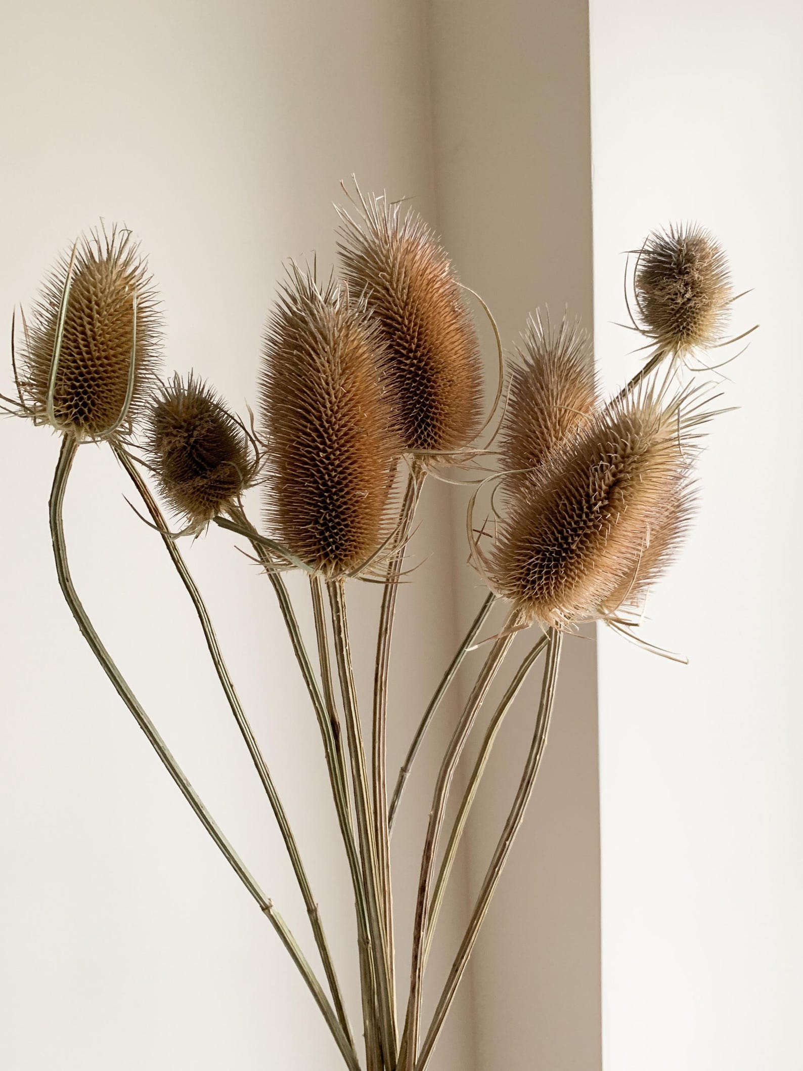 10 Real Dried Thistles, Preserved Flowers, Floral Supplies, Natural ...