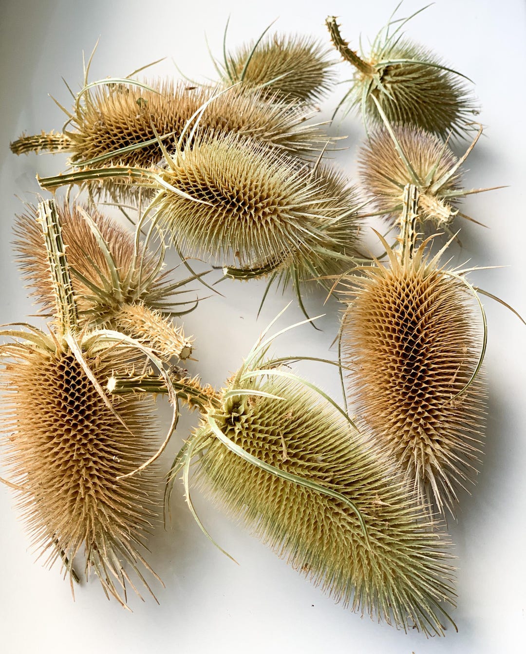 10 Dried Teasel Thistle Heads, Natural Rustic Decor - Etsy