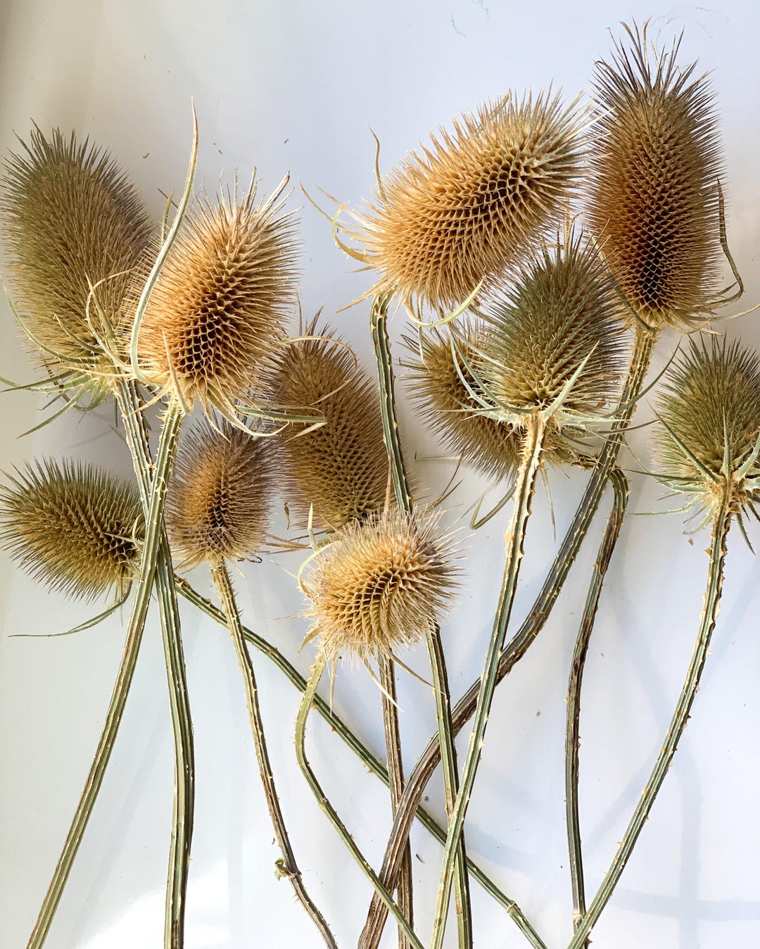 Real Dried Thistles, Preserved Flowers, Floral Supplies, Natural Decor ...