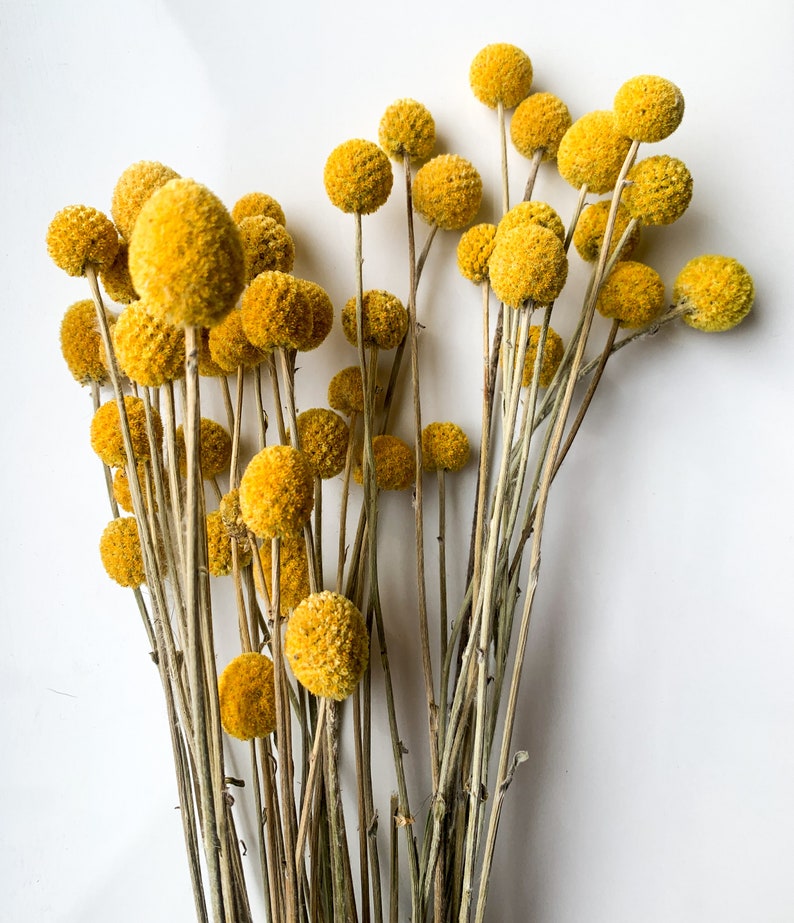 Dried Craspedia Flowers, Yellow Billy Buttons, Wedding Bouquet Supplies ...