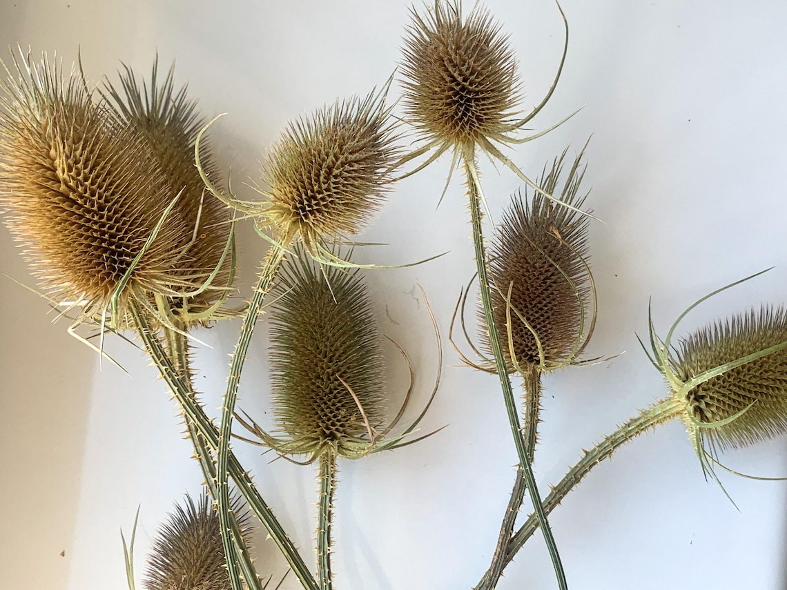 10 Real Dried Thistles, Preserved Flowers, Floral Supplies, Natural ...