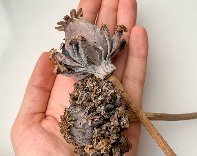 Dried Poppies Flowers, Set of 5, Big Buds, Poppy Flowers, Dried Poppy ...