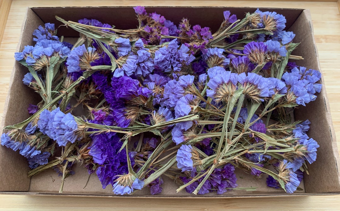 Organic Dried Limonium Flowers, Craft Projects, Florist Supply, Dried ...