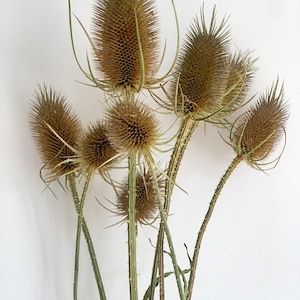 10 Real Dried Thistles, Preserved Flowers, Floral Supplies, Natural ...