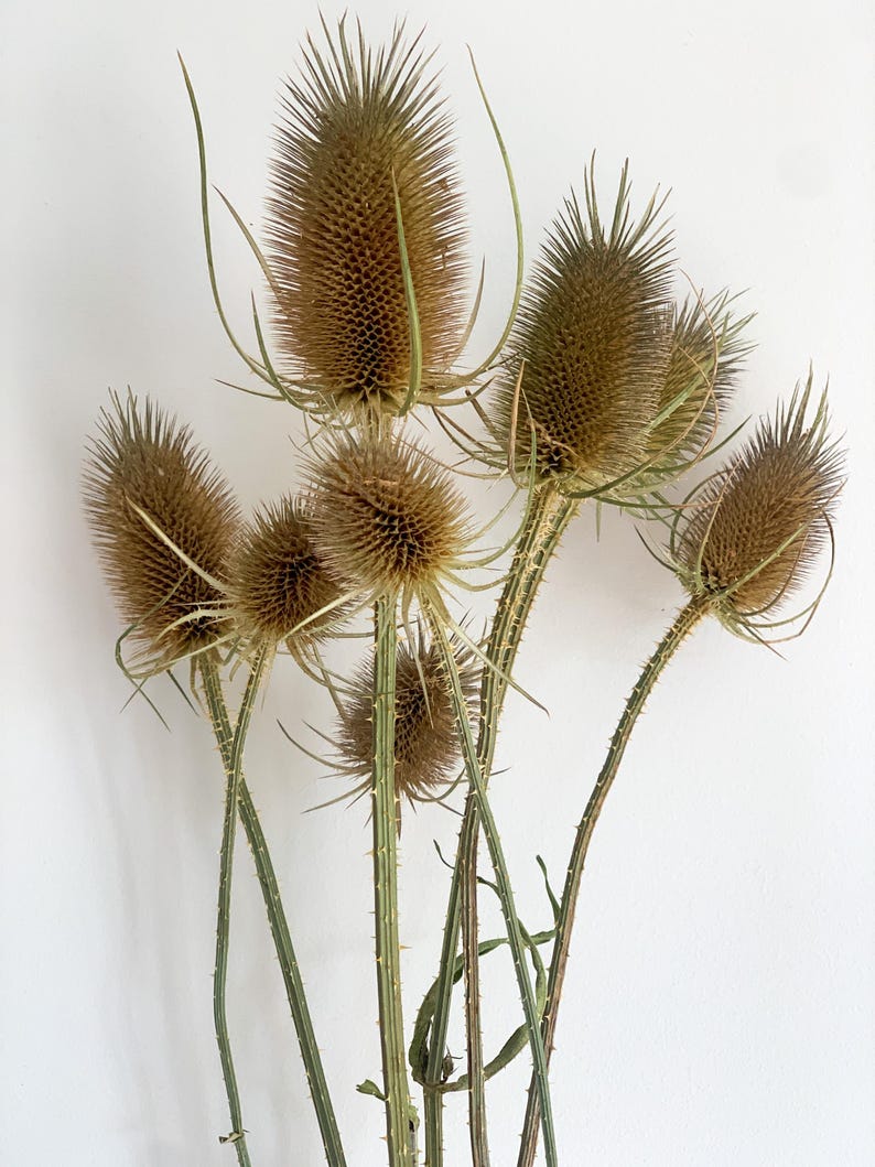 10 Real Dried Thistles, Preserved Flowers, Floral Supplies, Natural ...