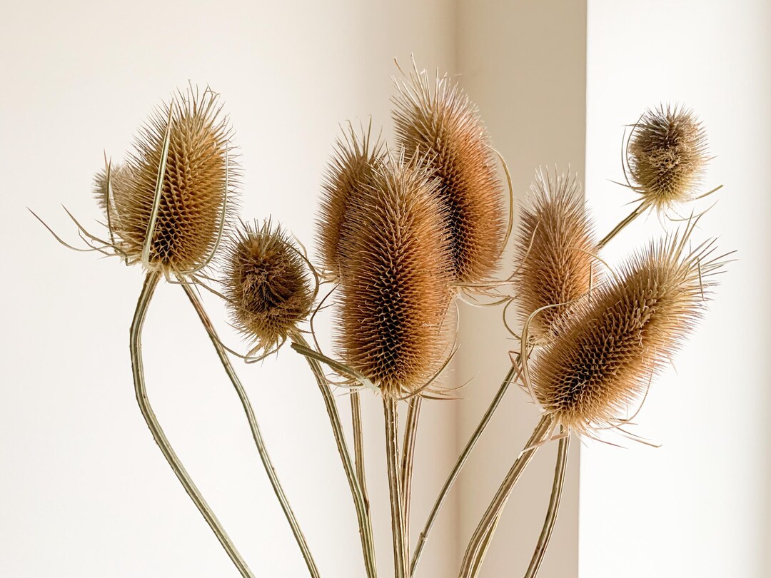 10 Dried Teasel Thistle Stems, Rustic Floral Decor - Etsy