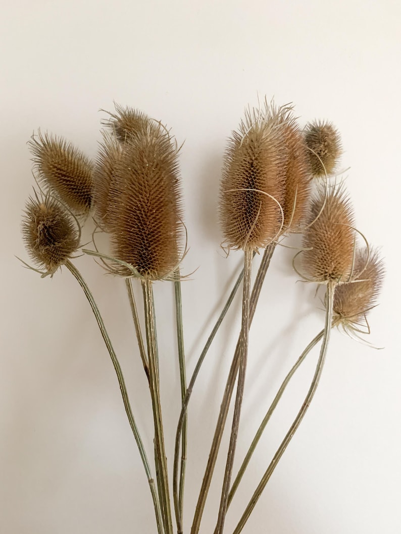 10 Real Dried Thistles, Preserved Flowers, Floral Supplies, Natural ...
