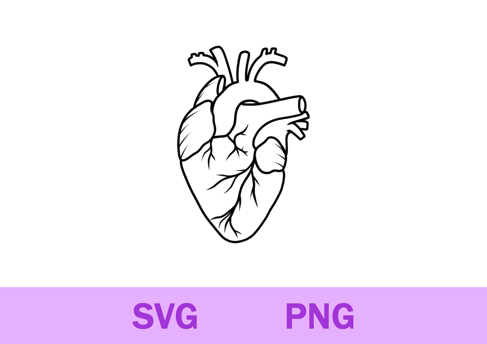 Anatomical Heart Svg Png, Human Heart Svg Png, Anatomical Heart Clipart ...