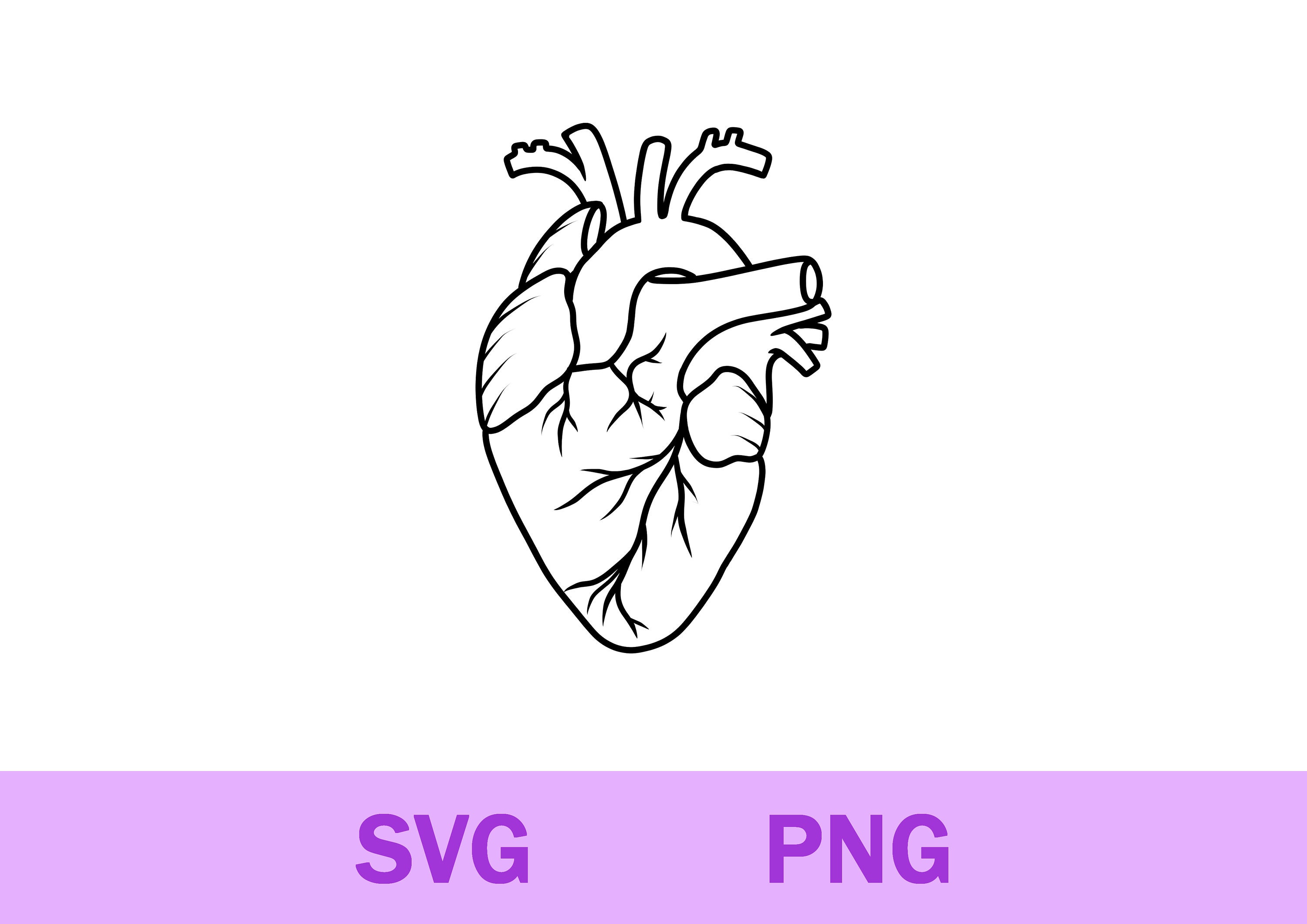 Anatomical Heart Svg Png, Human Heart Svg Png, Anatomical Heart Clipart ...
