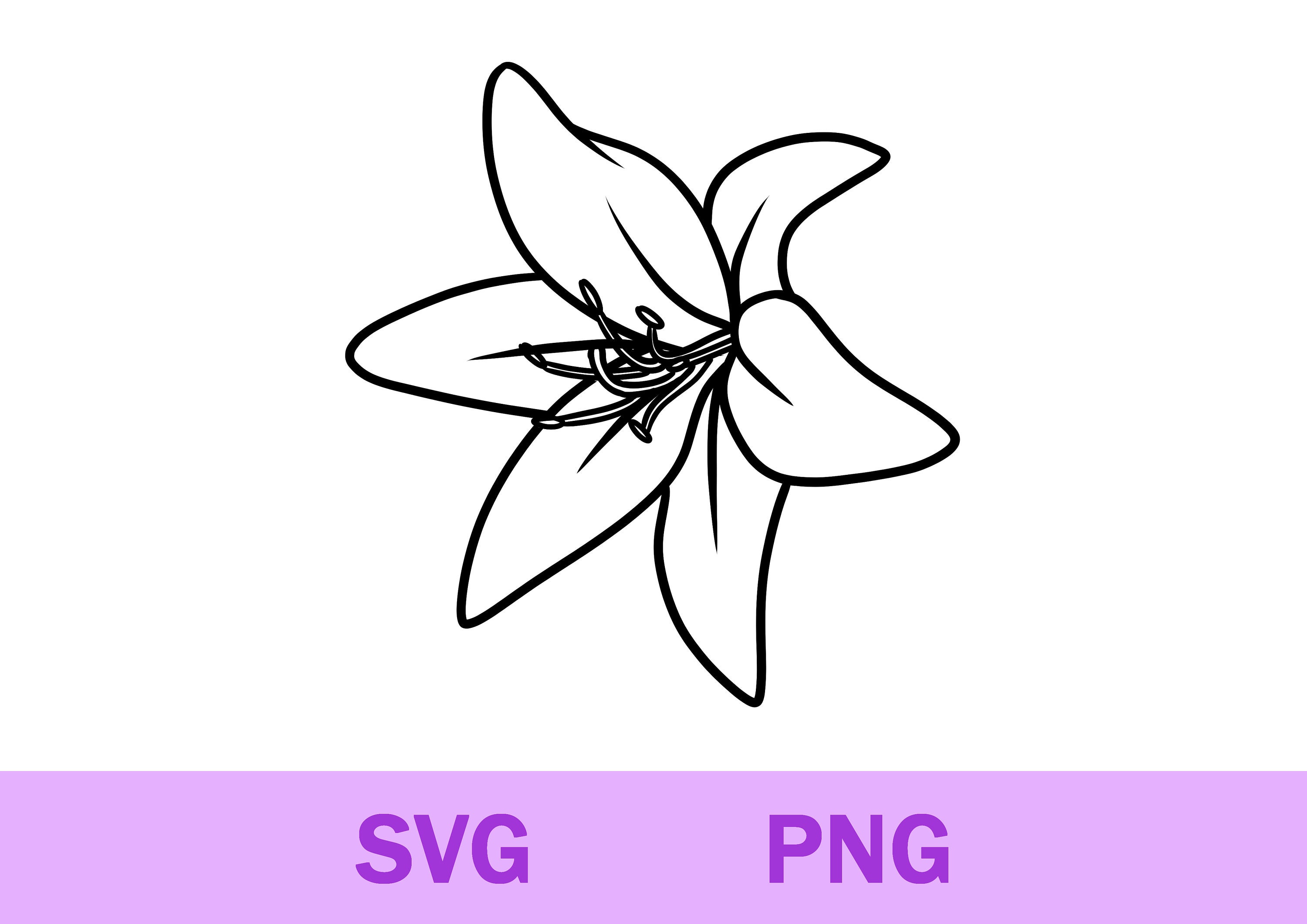 Lily Outline Designs