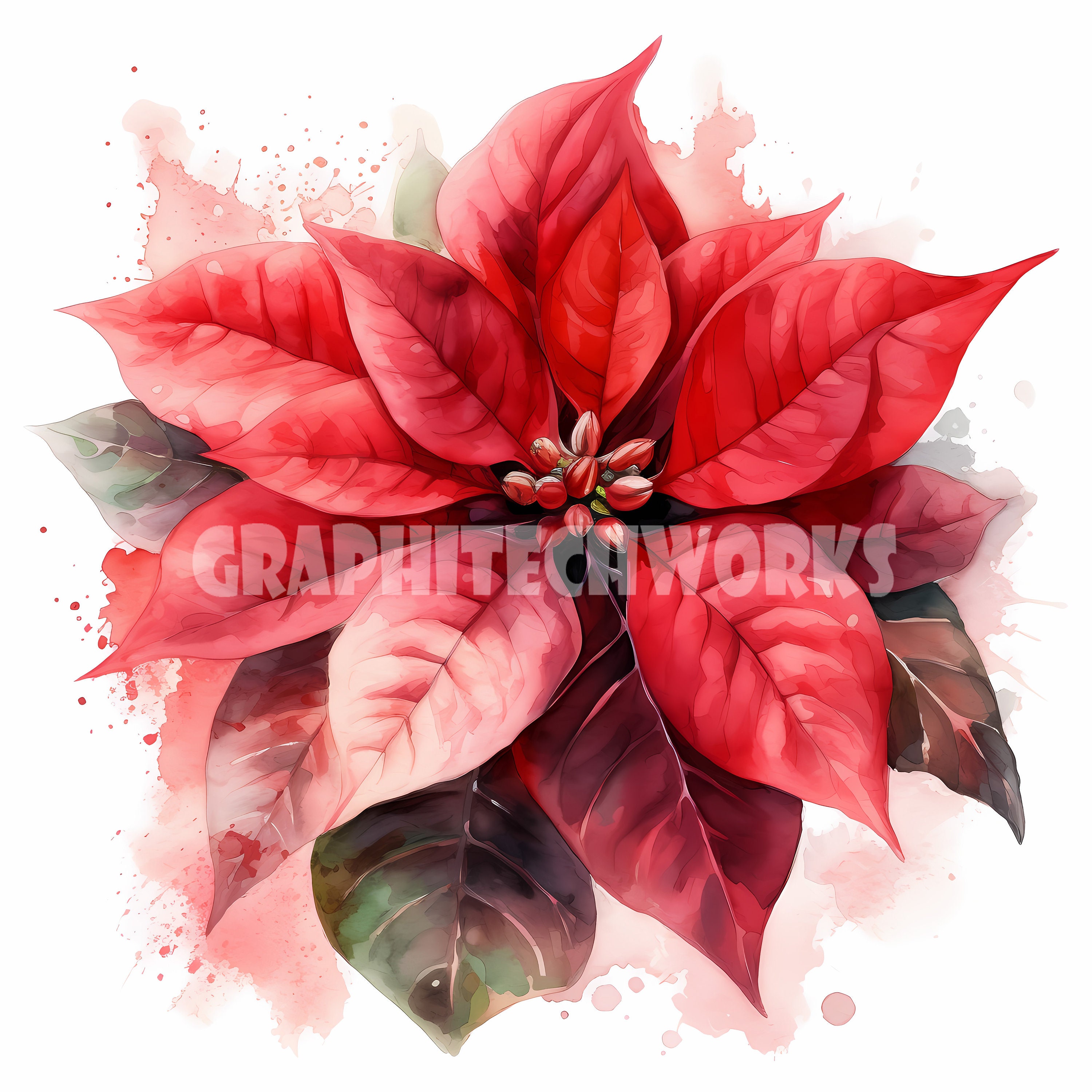 Poinsettia Clipart 12 Unique High Quality Jpgs Digital - Etsy