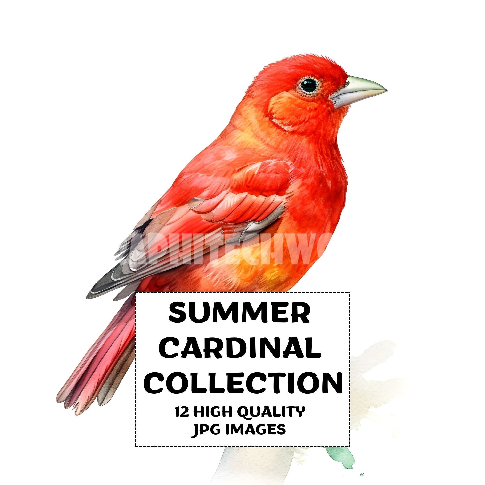 Summer Cardinal Clipart 12 High Quality Jpgs Digital - Etsy