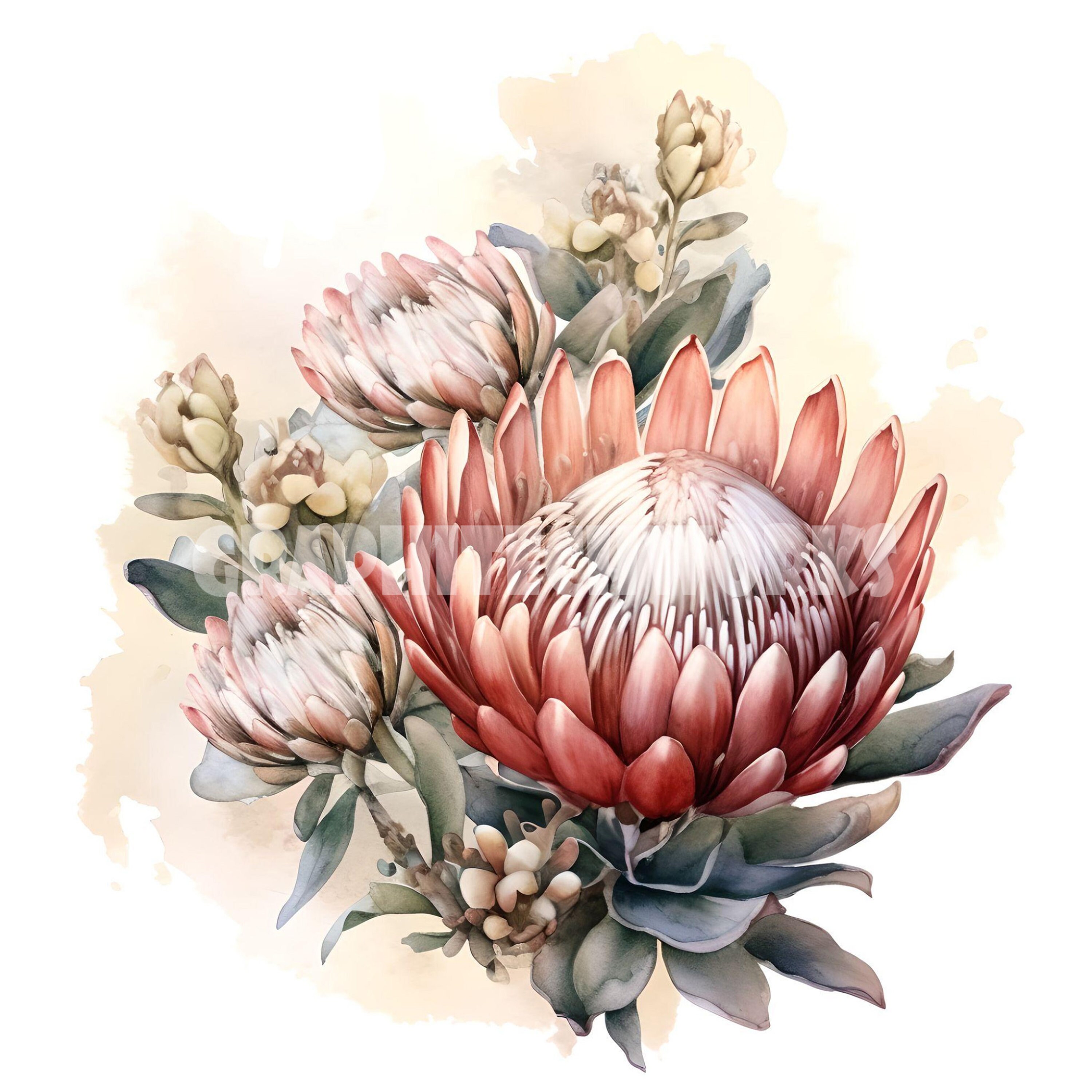 Protea Clipart 12 Unique High Quality Jpgs Digital - Etsy