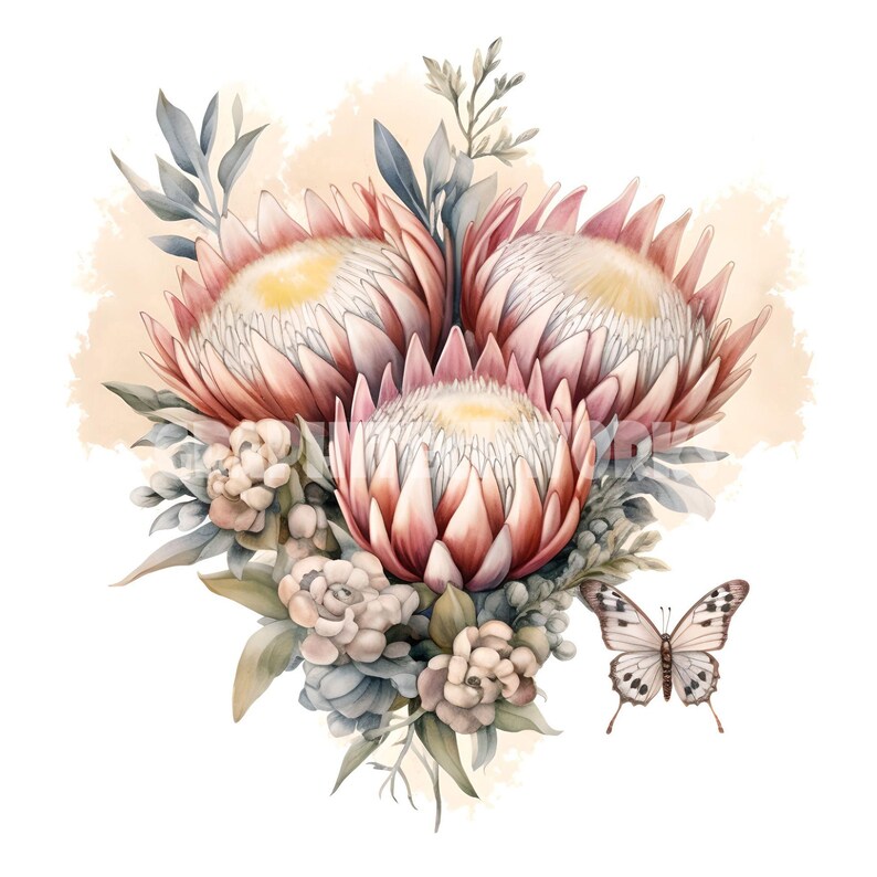 Protea Clipart - 12 Unique High Quality Jpgs - Digital Download - Card ...