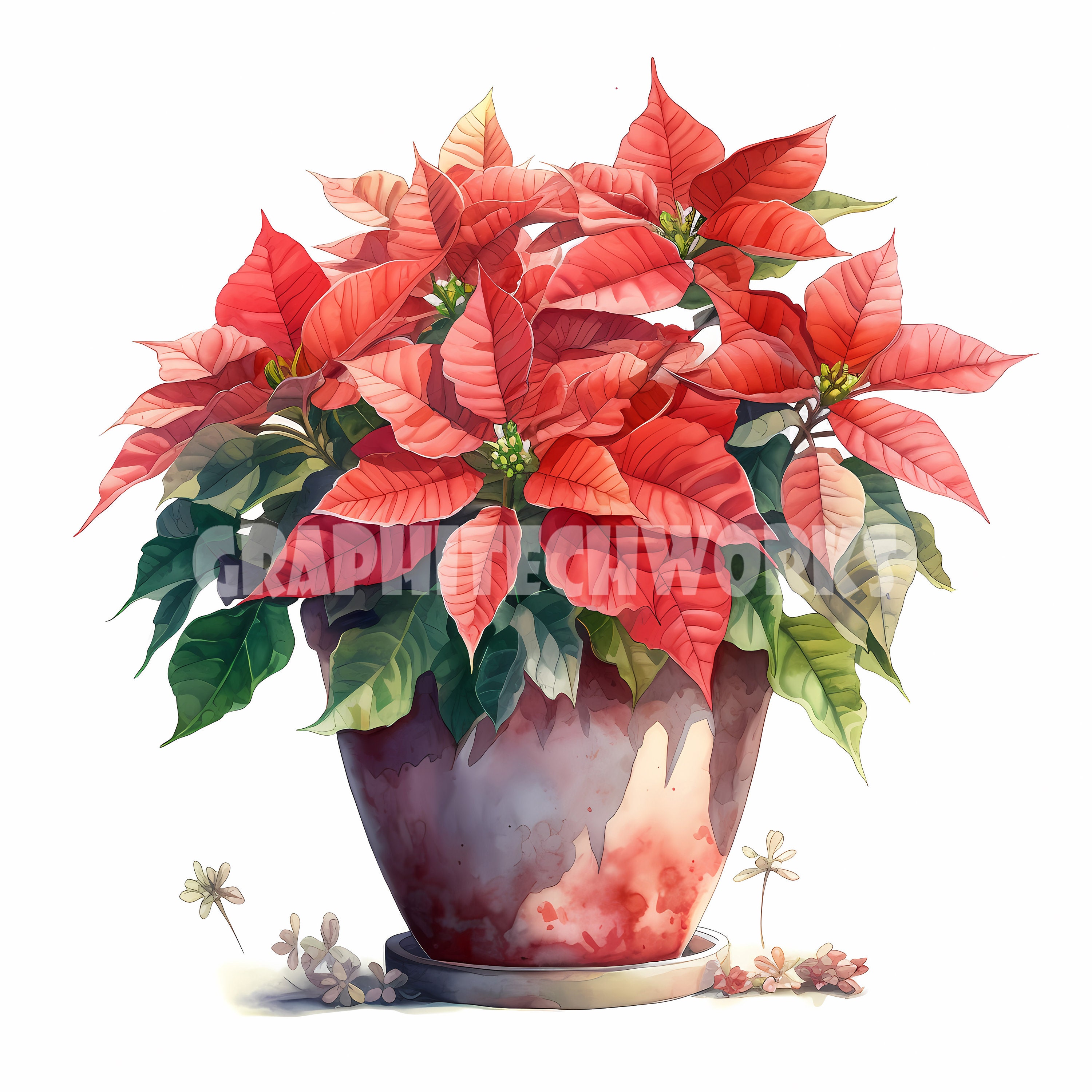 Poinsettia Clipart 12 Unique High Quality Jpgs Digital - Etsy