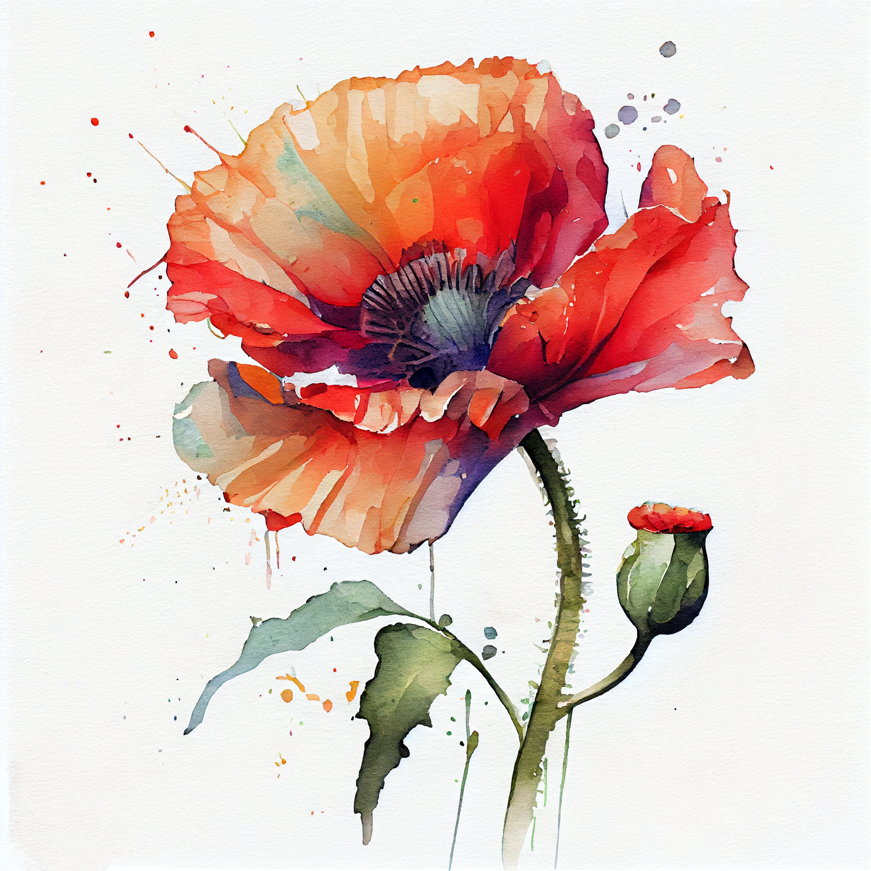 Poppy Clipart 12 Unique High Quality Jpgs Digital Download Card Making ...