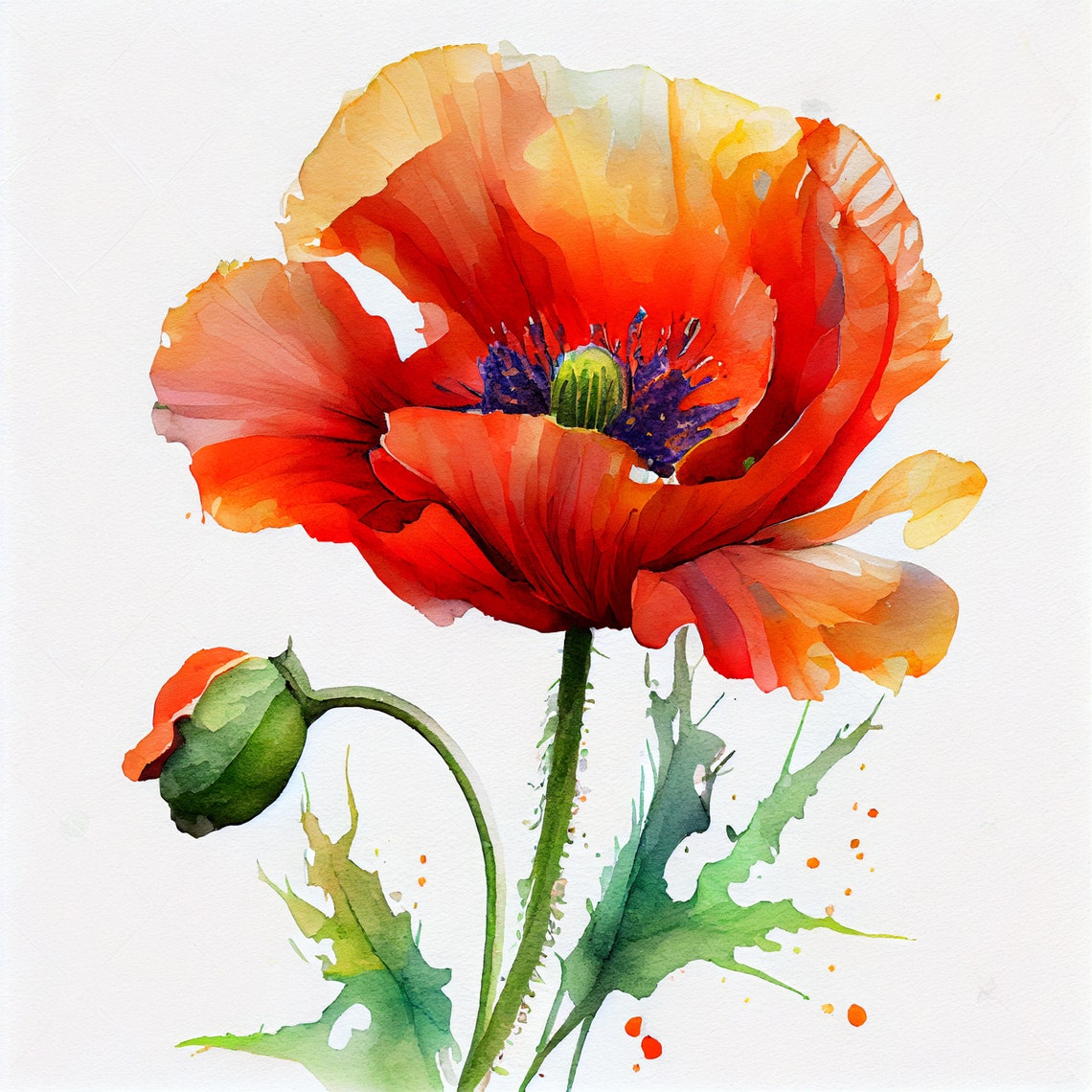 Poppy Clipart - 12 Unique High Quality Jpgs - Digital Download - Card ...