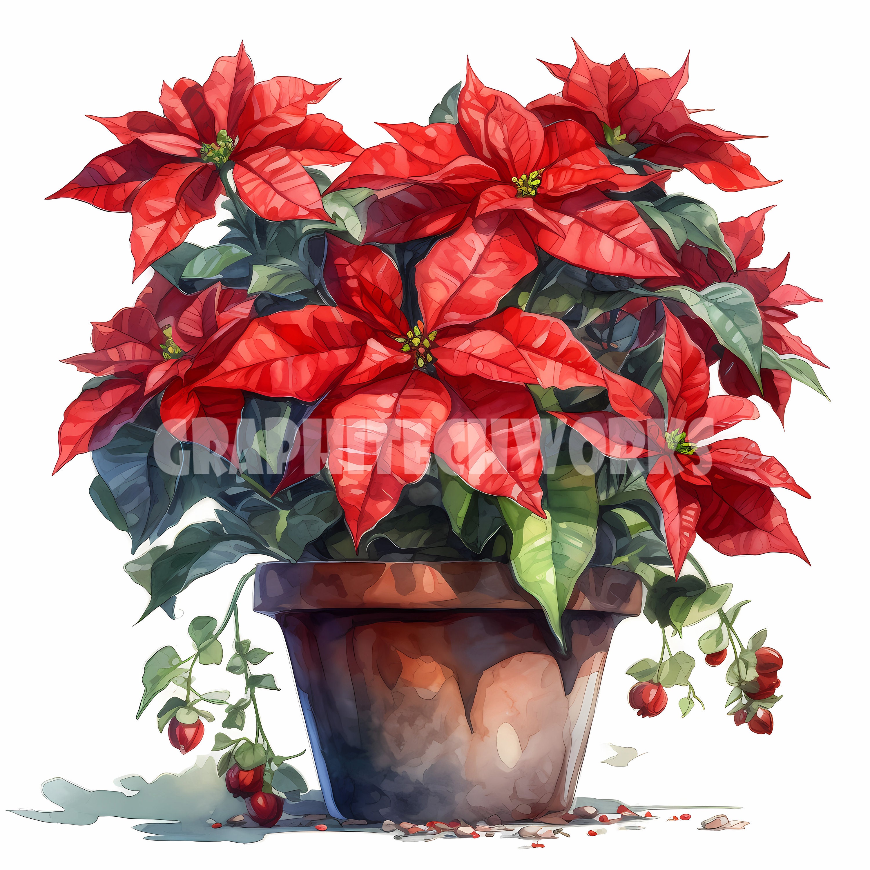 Poinsettia Clipart 12 Unique High Quality Jpgs Digital - Etsy