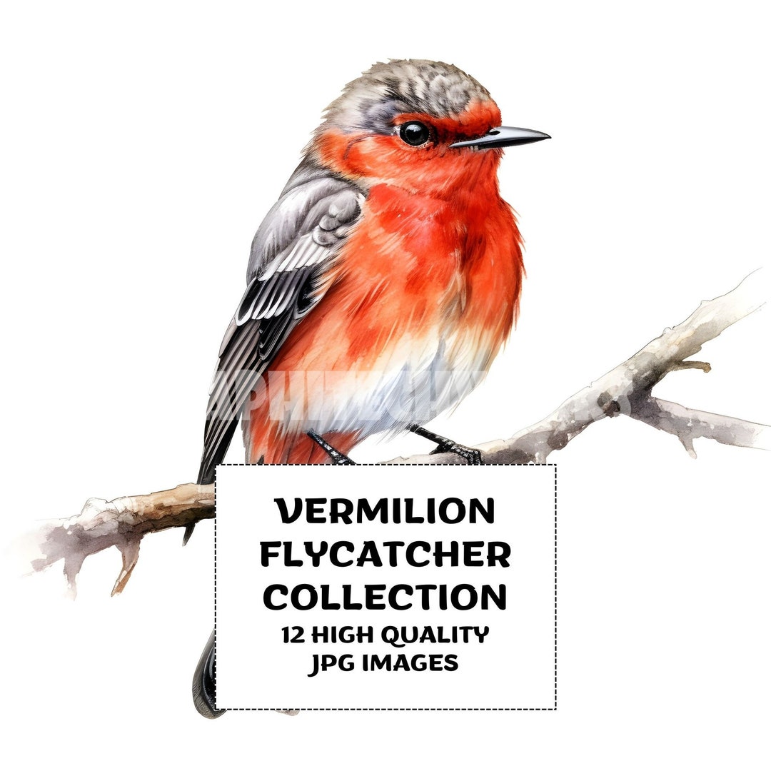 Vermilion Flycatcher Clipart 12 High Quality Jpgs Digital Download Card ...