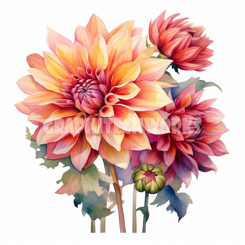 Dahlia Clipart Set 02 12 Unique High Quality Jpgs Digital Download Card ...