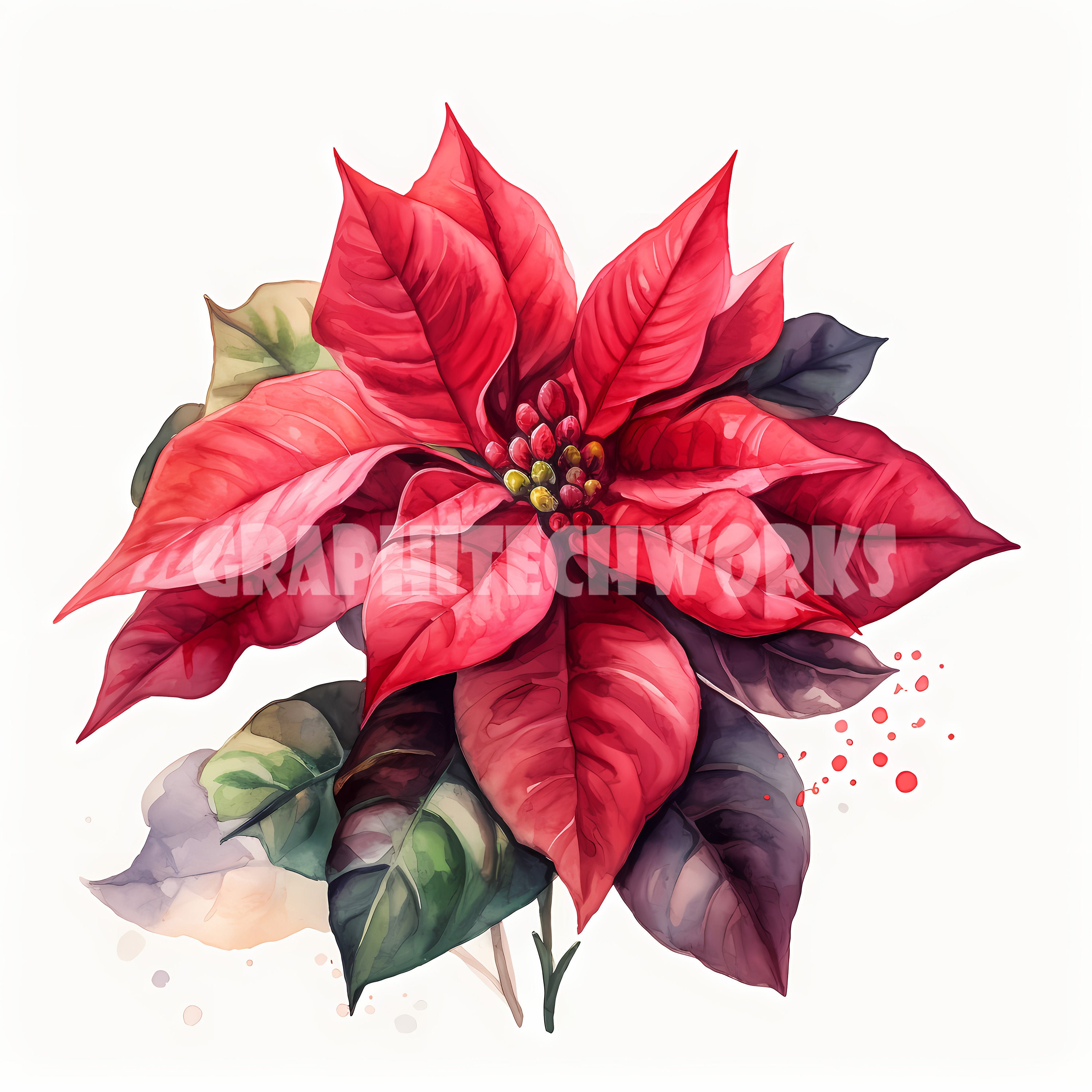 Poinsettia Clipart 12 Unique High Quality Jpgs Digital - Etsy