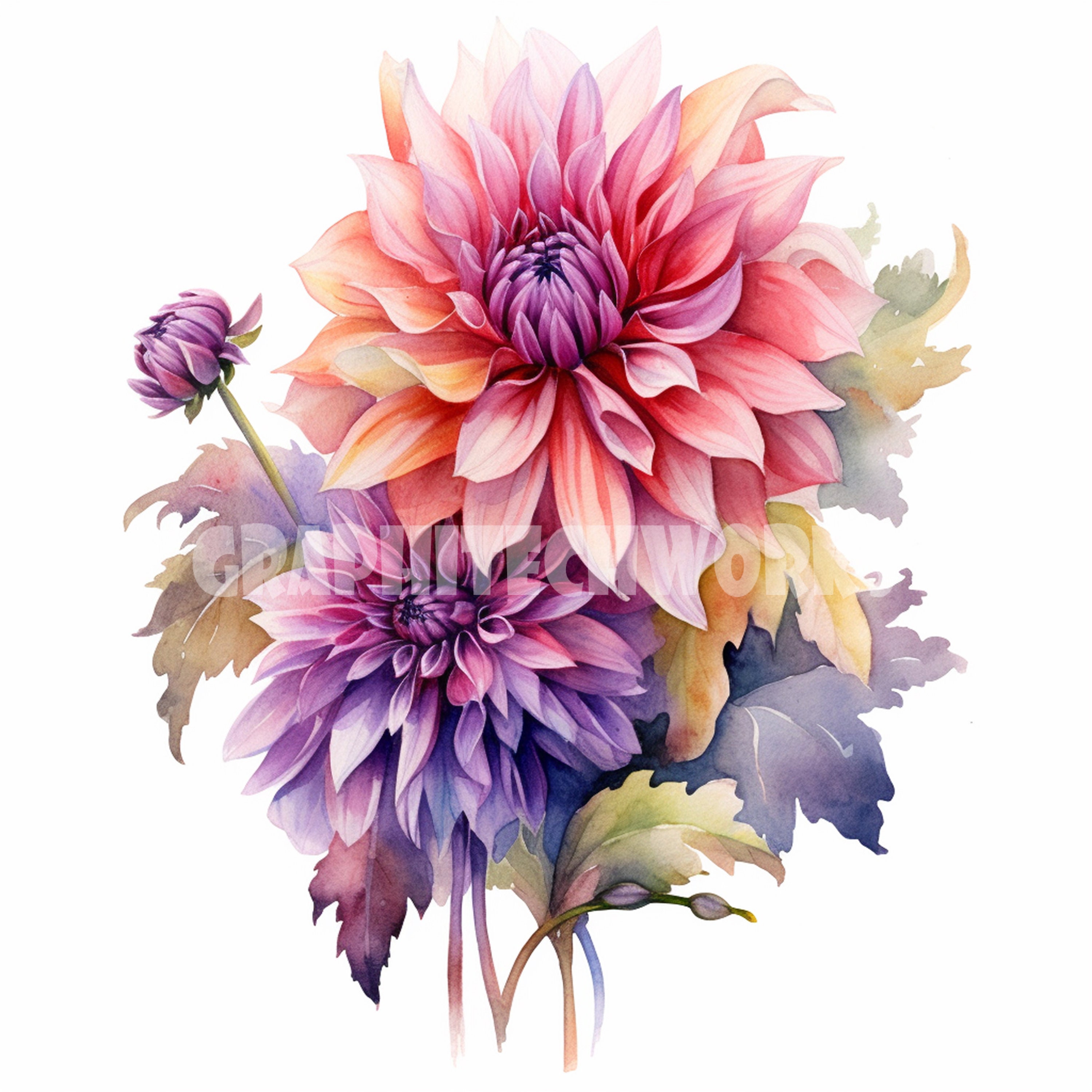 Dahlia Clipart Set 02 12 Unique High Quality Jpgs Digital Download Card ...