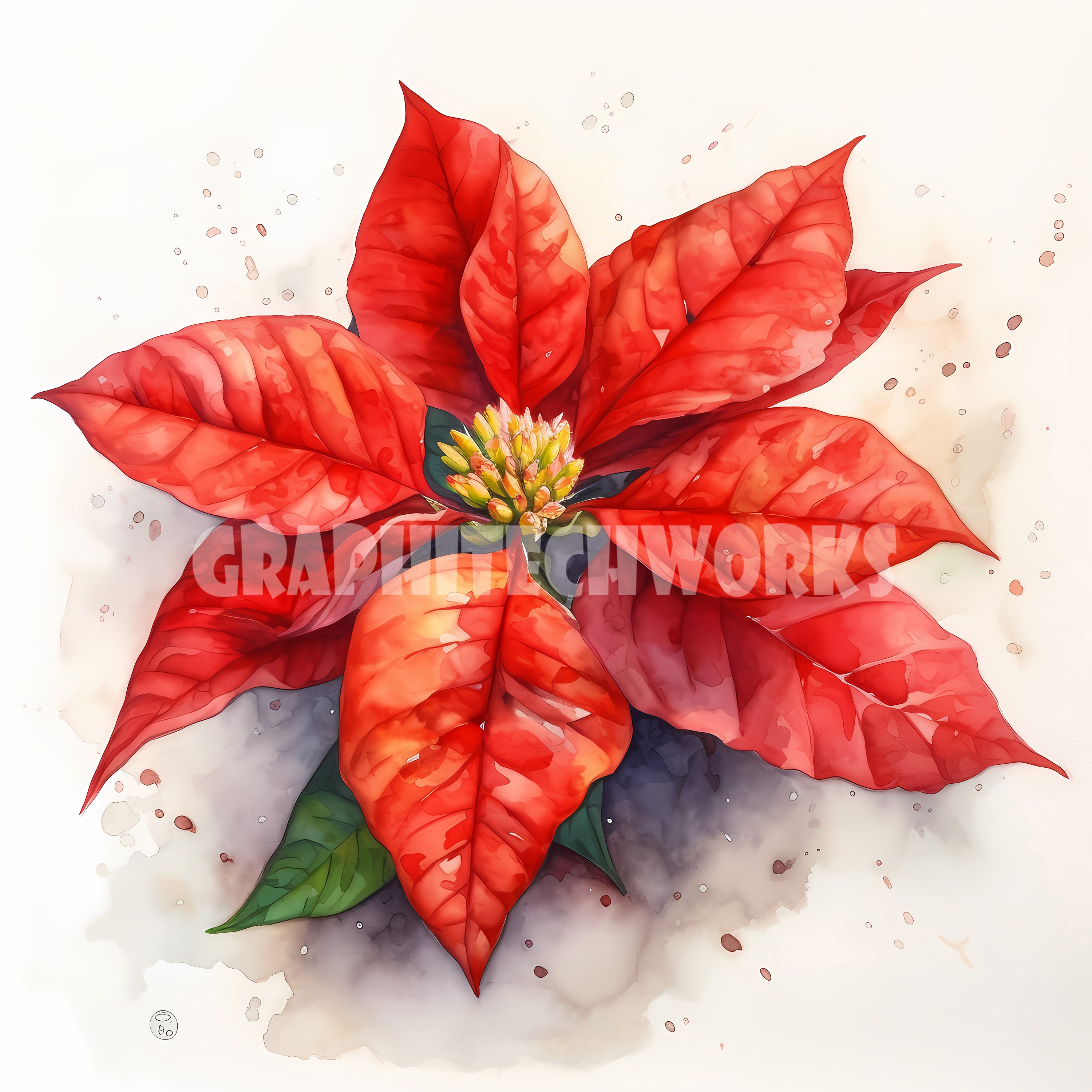 Poinsettia Clipart 12 Unique High Quality Jpgs Digital - Etsy