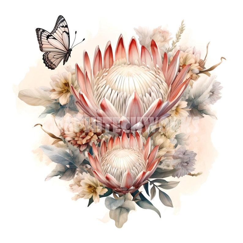 Protea Clipart - 12 Unique High Quality Jpgs - Digital Download - Card ...