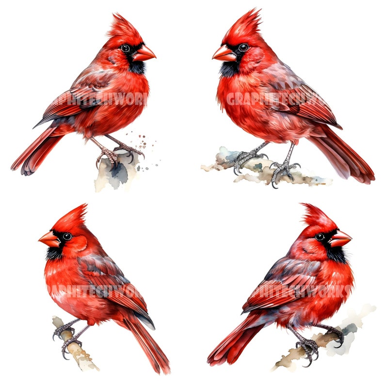 Red Cardinal Clipart - 12 High Quality Jpgs - Digital Download - Card ...