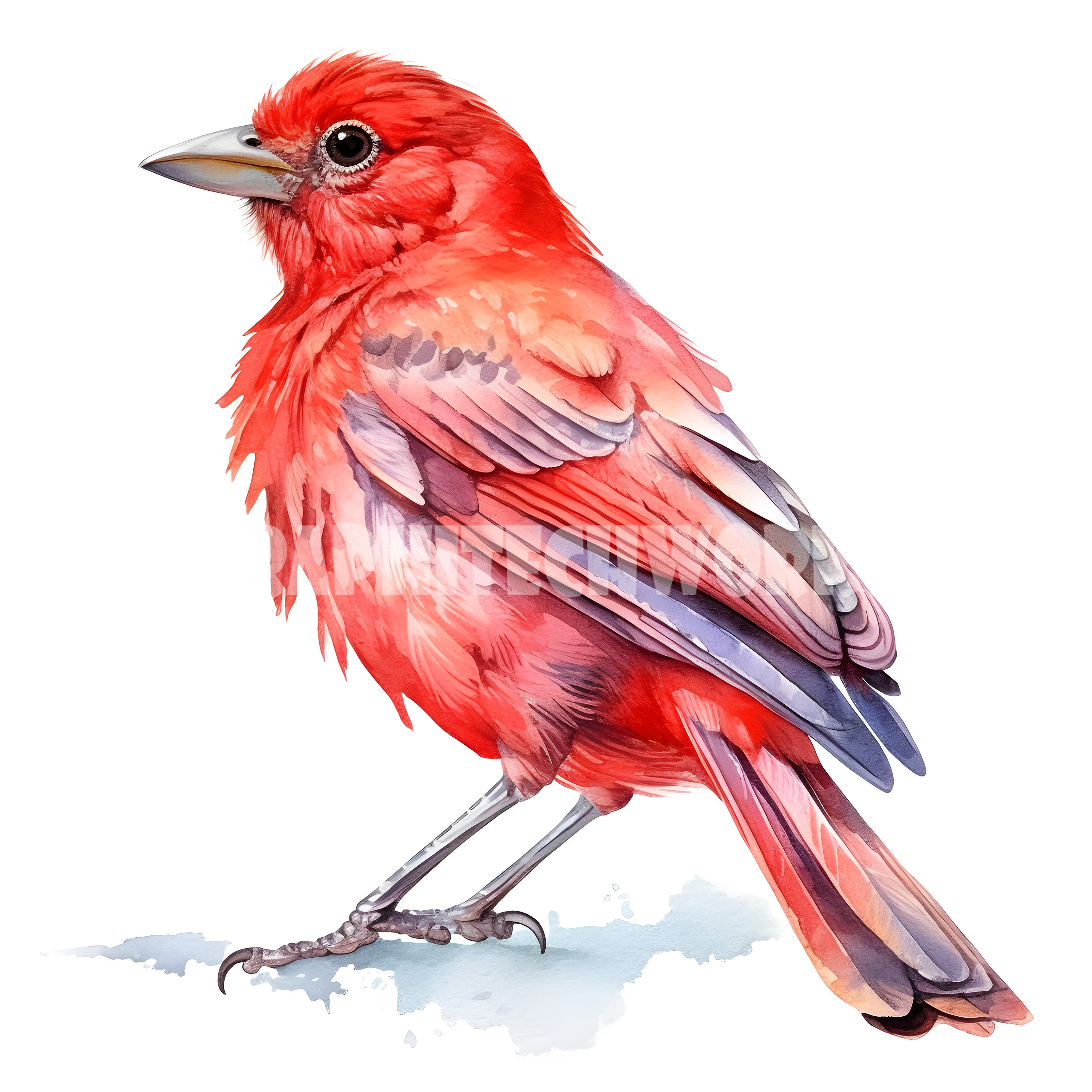 Summer Cardinal Clipart 12 High Quality Jpgs Digital - Etsy