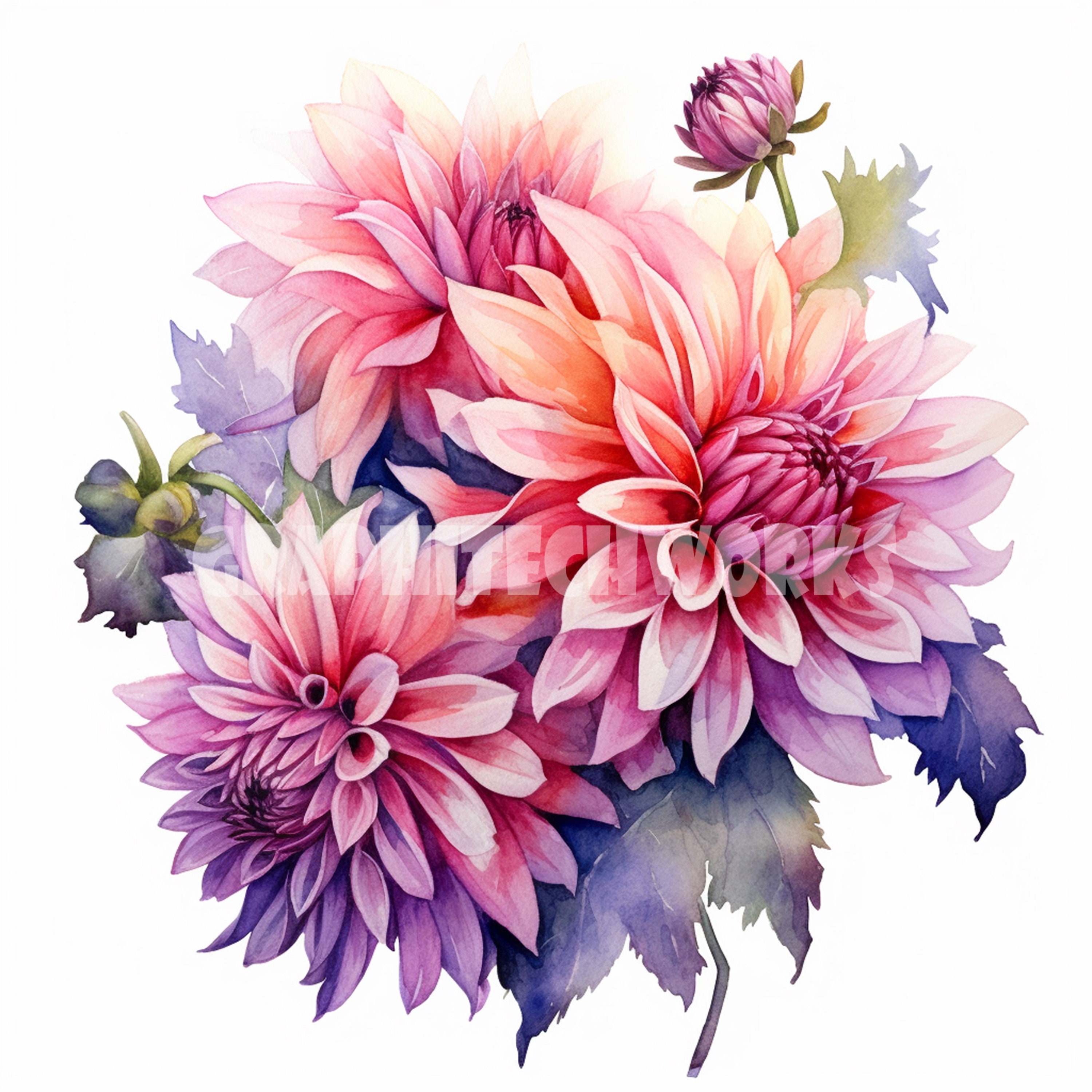 Dahlia Clipart Set 02 12 Unique High Quality Jpgs Digital Download Card ...