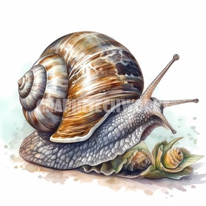 Snail Clipart 12 Unique High Quality Jpgs Digital Download Clipart ...